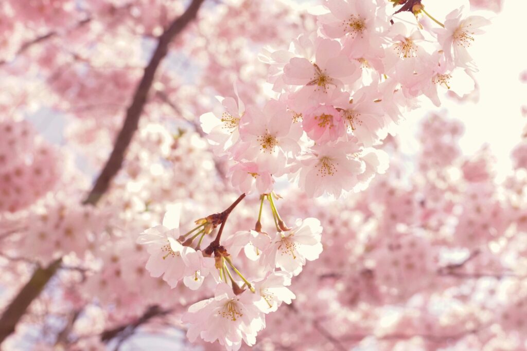 5 Things To Add To Your Spring Cleaning Checklist - Scott Hale
